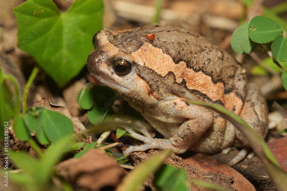 Kaloula pulchra pulchra, commonly known as the Asian Painted Frog ...