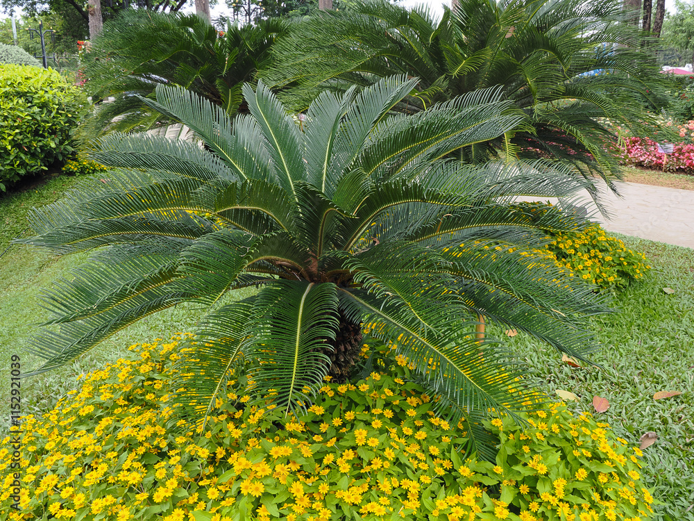 Natural green cycas, Bush of green palm tree with long leaves in the ...