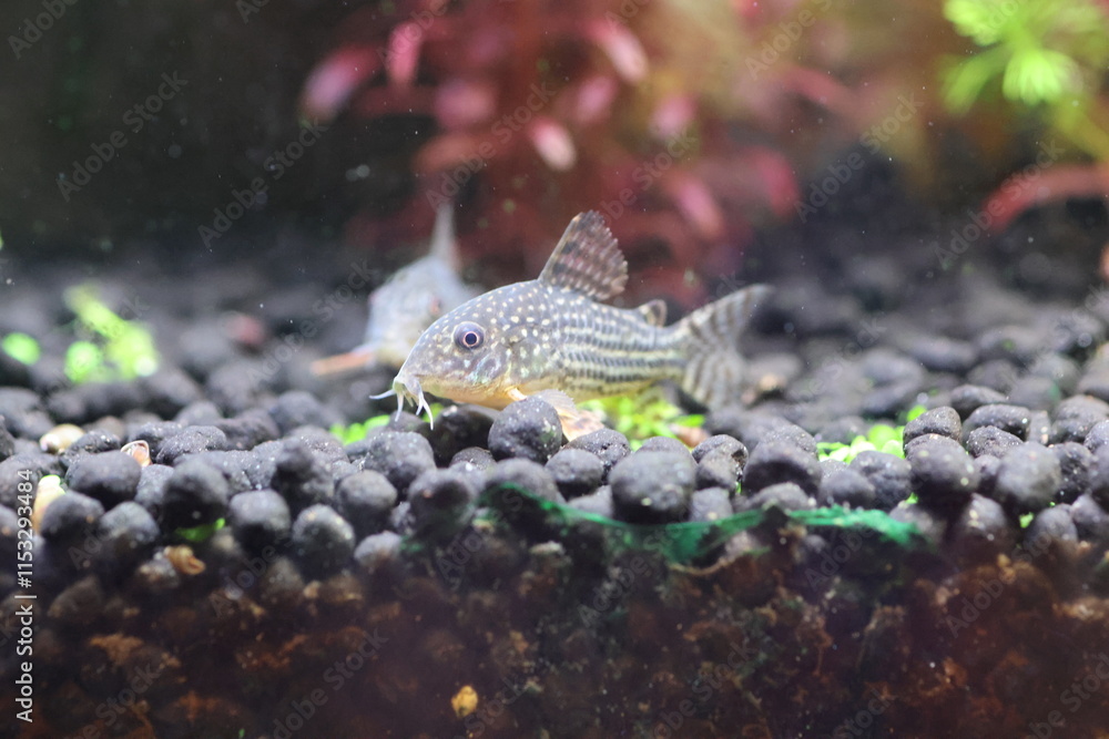 Sterba's corydoras (Corydoras sterbai) is a member of the South ...