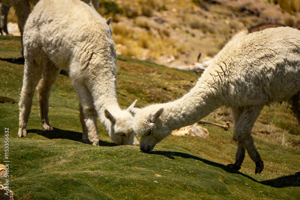 Traditional Andean wildlife featuring alpacas and llamas in Salinas y ...