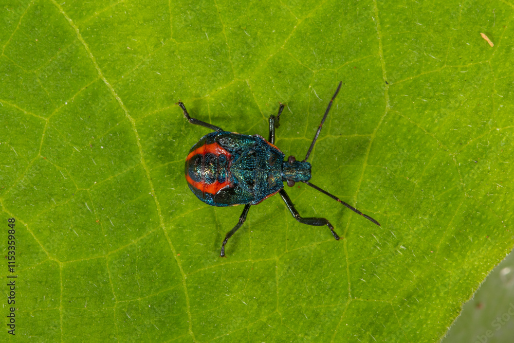 Foto de Stock Scutelleridae is a family of true bugs. They are commonly ...