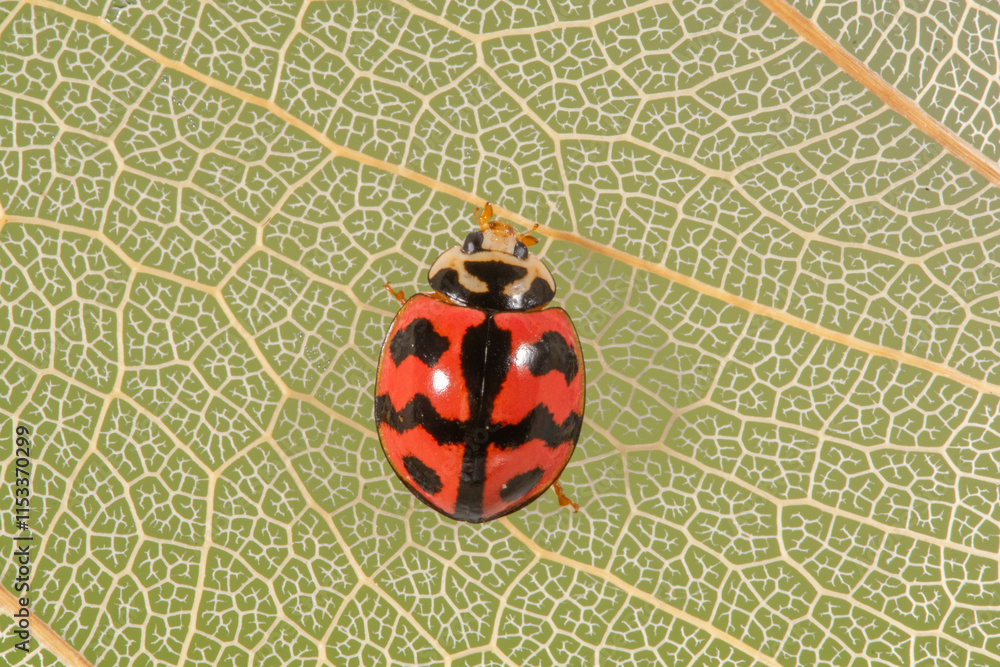 Coelophora inaequalis, the variable ladybird, common Australian lady ...