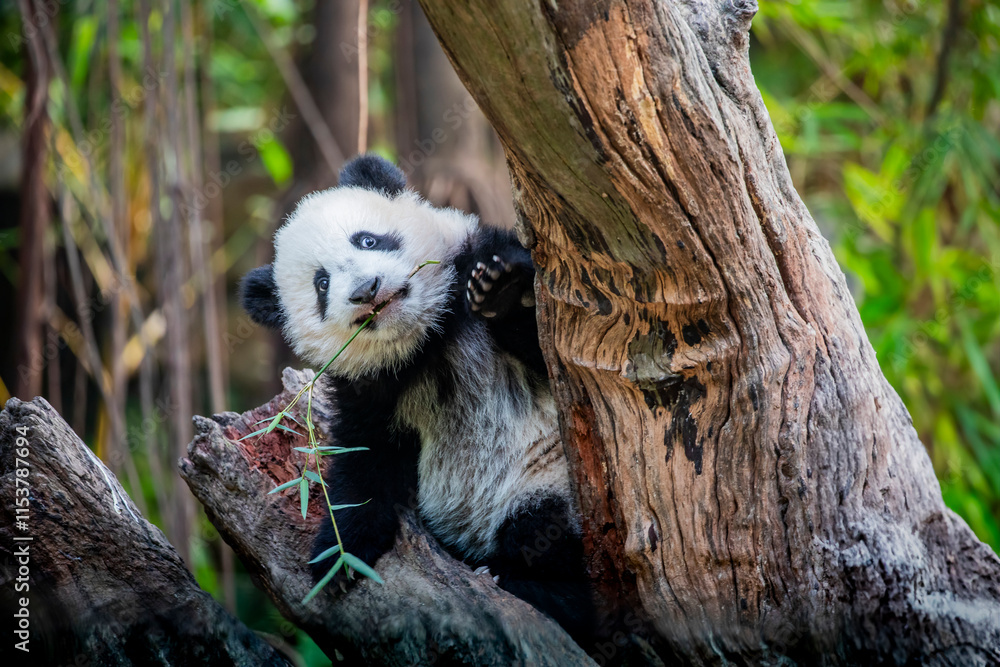 the closeup image of six months old baby Giant Panda (Ailuropoda ...