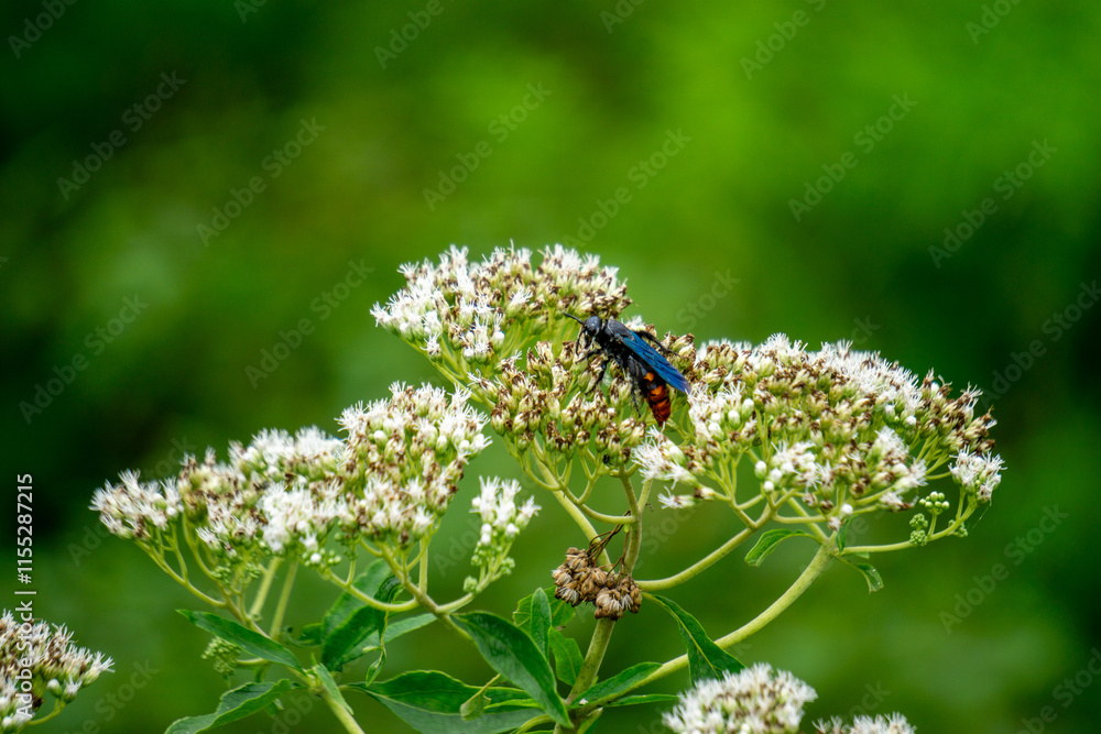 Scolia dubia (two-spotted scoliid wasp, a blue-winged scoliid wasp ...