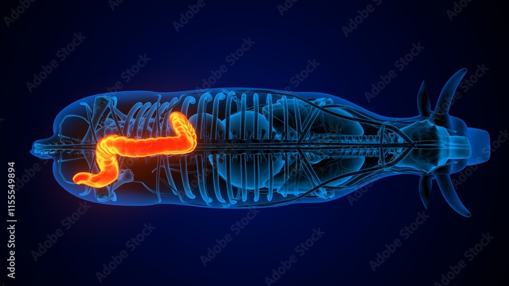 cow digestive stomach, liver, lungs and large intestine anatomy Stock ...