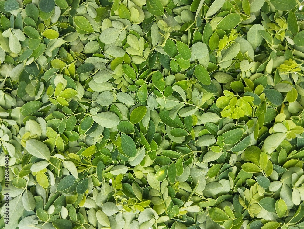 green moringa leaves texture and background on close up. Vegetarian ...