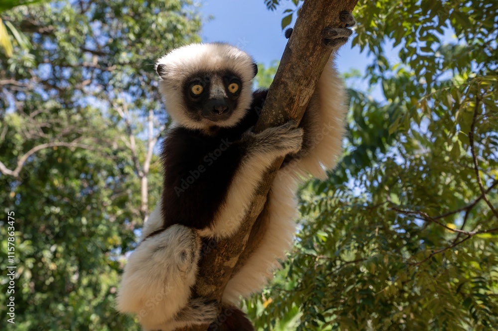 Coquerel's sifaka lemur (Propithecus coquereli), Endemic species ...