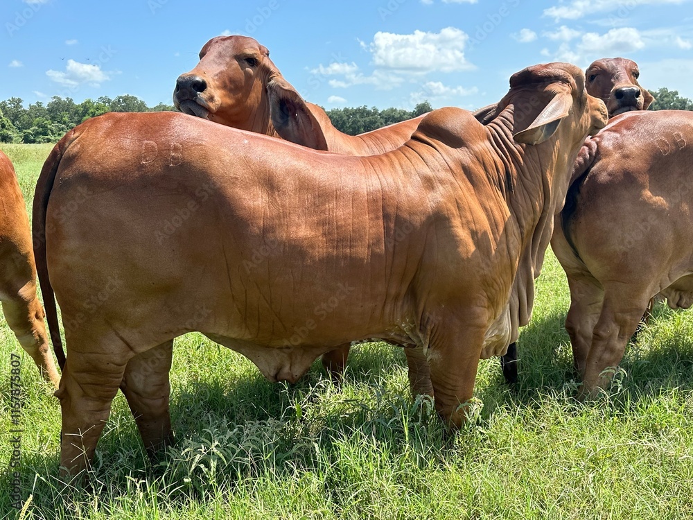 livestock red brahman cattle in naturaleza Stock Photo | Adobe Stock