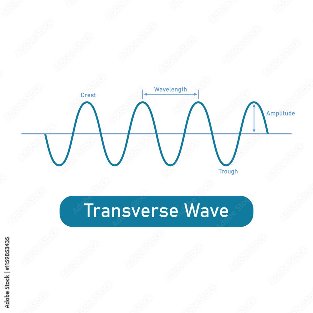Transverse wave in physics. Direction of particle motion. Crest, trough ...