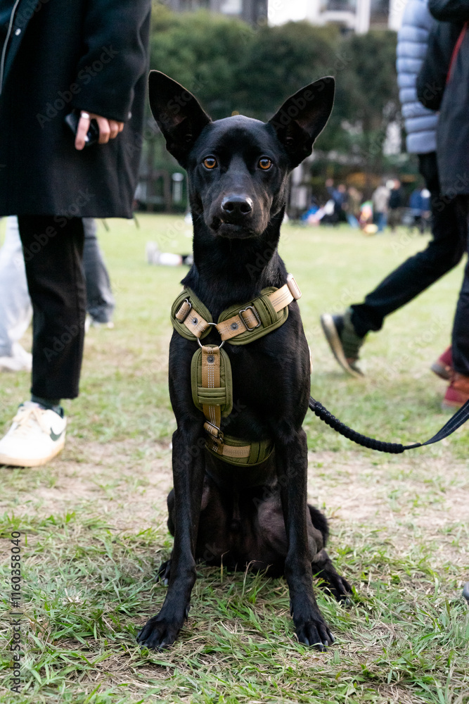 a lovable mixed-breed dog, often referred to as a mutt. Each mix has a ...