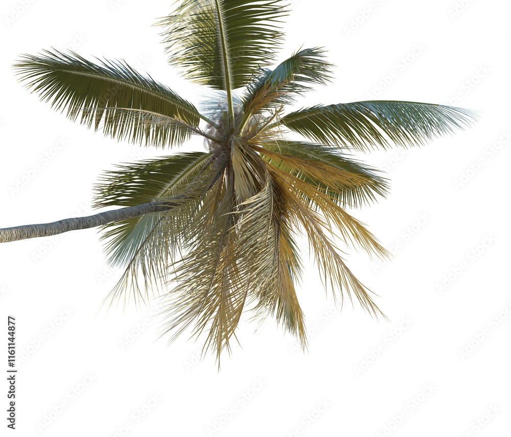 palm tree coconut corner cutout isolate png Stock Photo | Adobe Stock