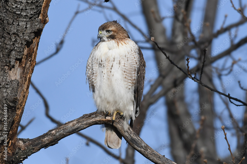 Red-tailed Hawk (Buteo jamaicensis) sitting on a branch with blue sky ...