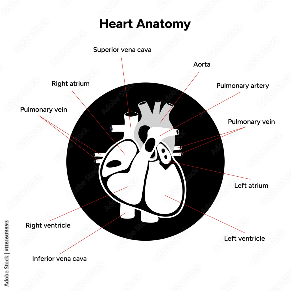 Human Heart Anatomy artery aorta capillary vein Stock Vector | Adobe Stock