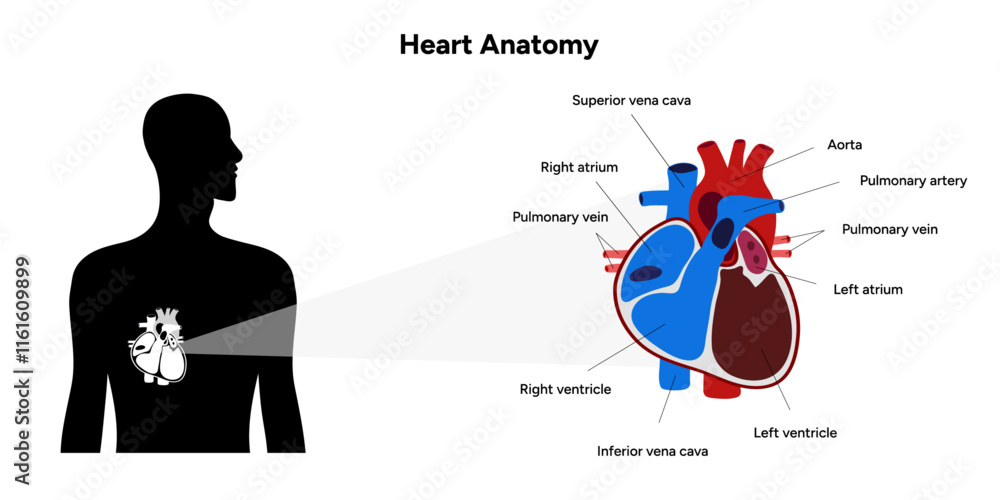 Human Heart Anatomy artery aorta capillary vein Stock Vector | Adobe Stock