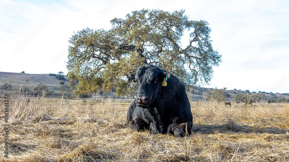 Male Black Angus Bull Laying Down, Cattle Ranch, California Black Angus ...