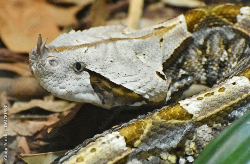 The Gaboon Viper (Bitis gabonica) is a venomous snake native to sub ...