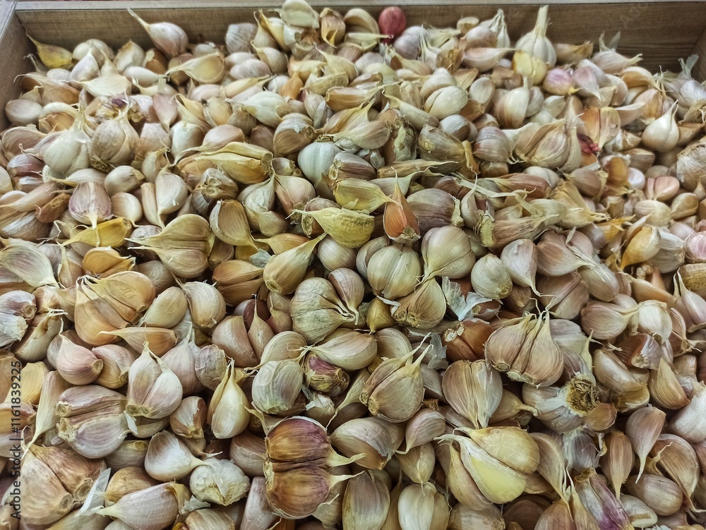 Allium cepa onions are a type of plant from the Alliaceae family which ...