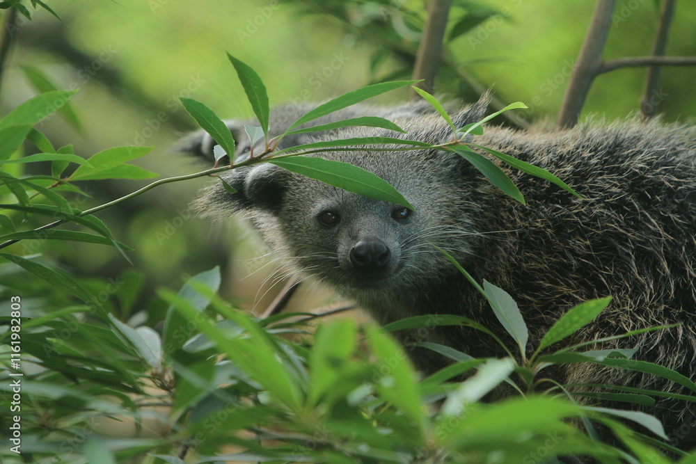 binturong is watching behind the leaves Stock Photo | Adobe Stock