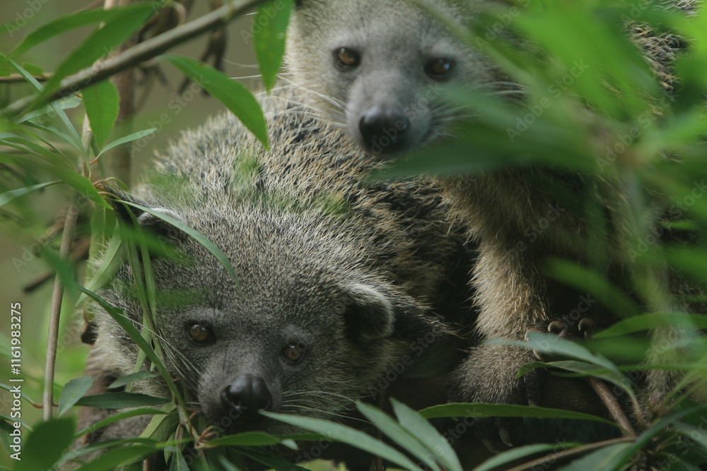 binturong is watching behind the leaves Stock Photo | Adobe Stock