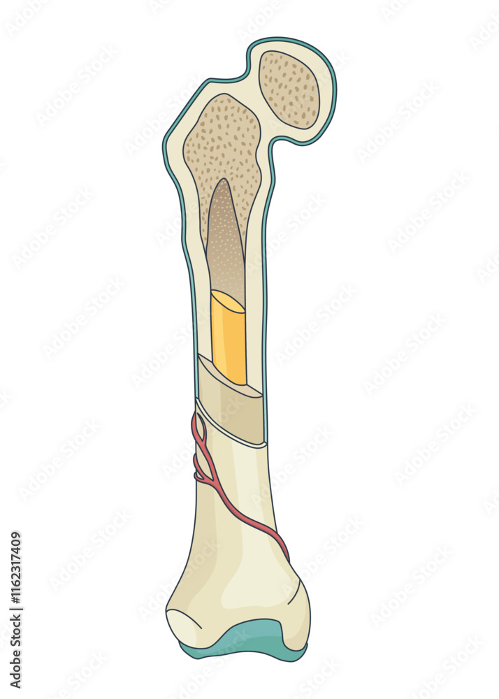 Bone structure. Biology educational poster design. Scheme of human bone ...