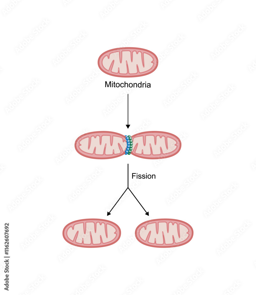 Mitochondrial fission, mitochondrion divides into two mitochondria ...
