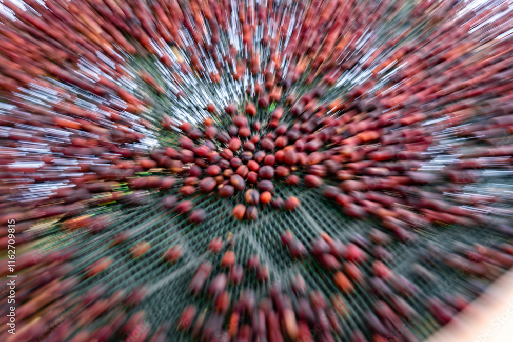 Rare Arabica Geisha coffee plant with cherry beans on a net blurry ...