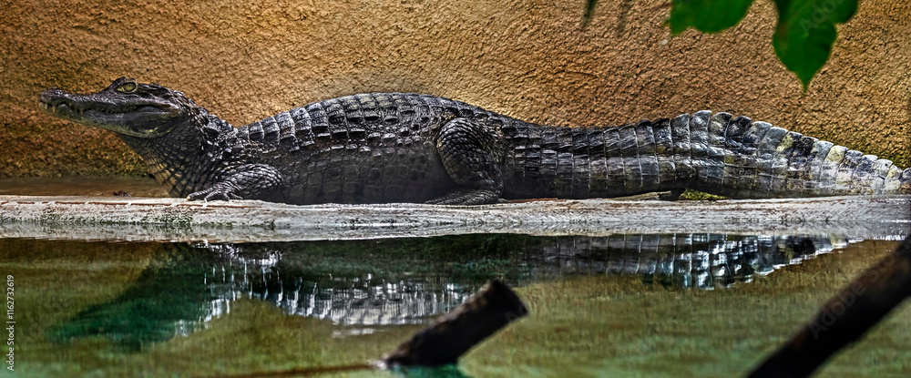 Spectacled caiman also known as white caiman, common caiman, and ...