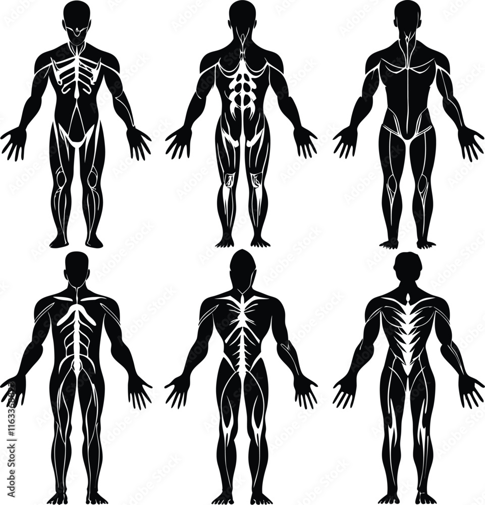Human Anatomy Illustration: Muscular System, Front & Back Views, Black ...
