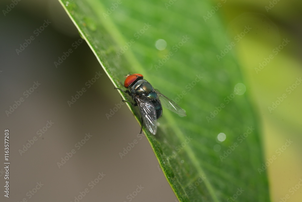 The House Fly (Musca domestica) is one of the most common and widely ...