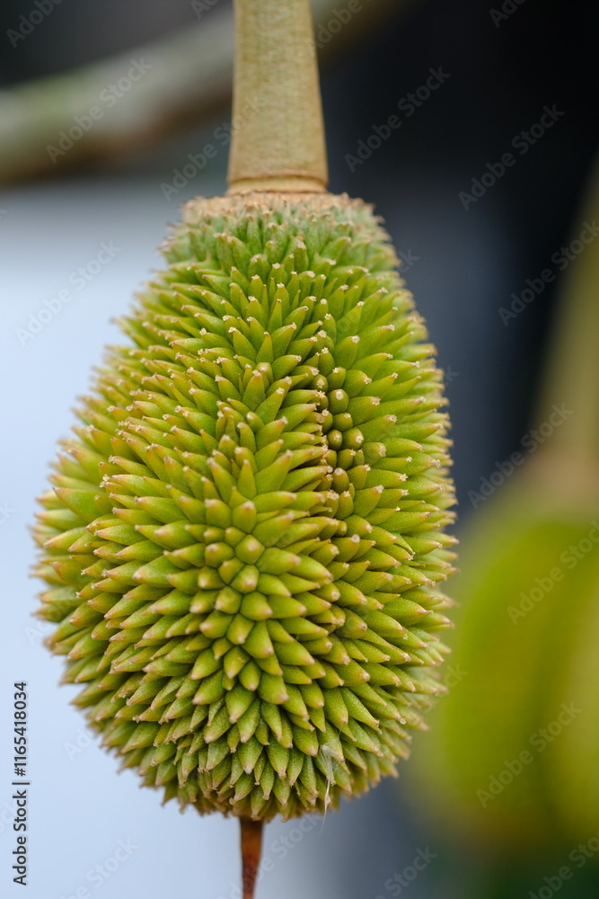 Durian is the name of a tropical plant originating from Southeast Asia ...