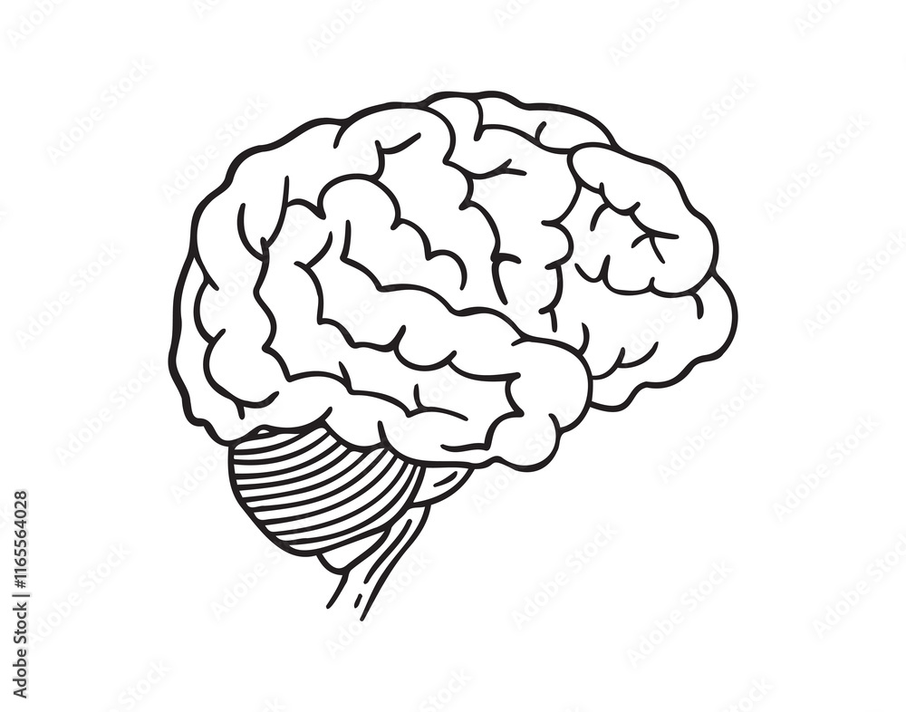 human brain doodle hand drawn icon. Outline drawing anatomy human brain ...