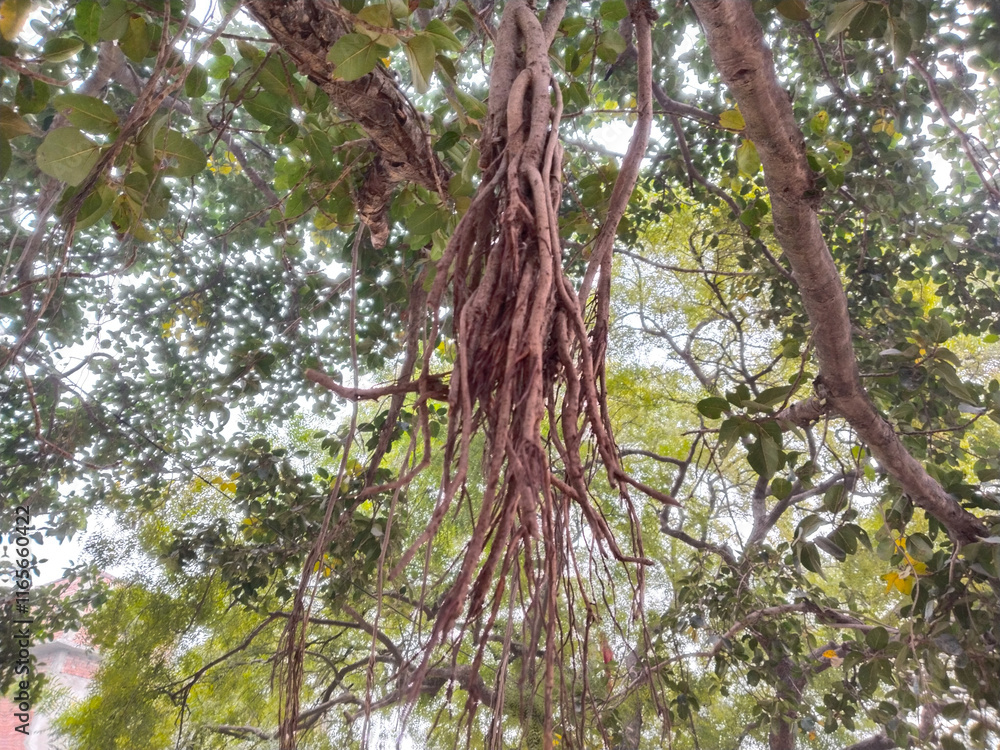 Foto de Stock Hanging below Banyan tree roots. Reddish roots trap ...
