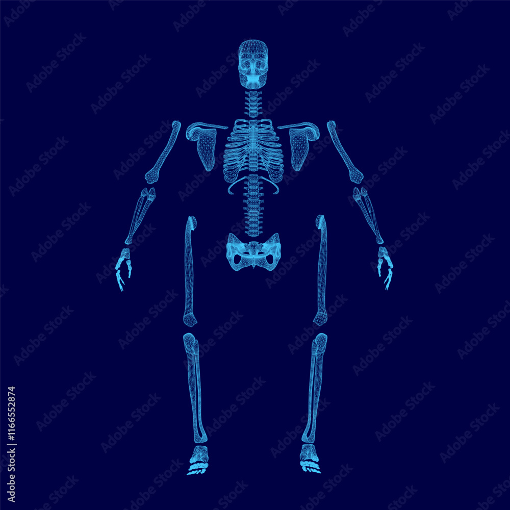 Blue skeleton is shown in a blue background. The skeleton is in a pose ...