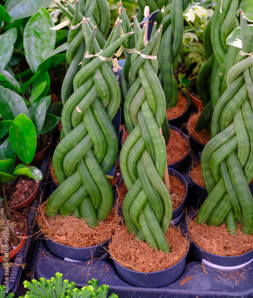 Sansevieria aka mother-in-law's tongue, devil's tongue, jinn's tongue ...