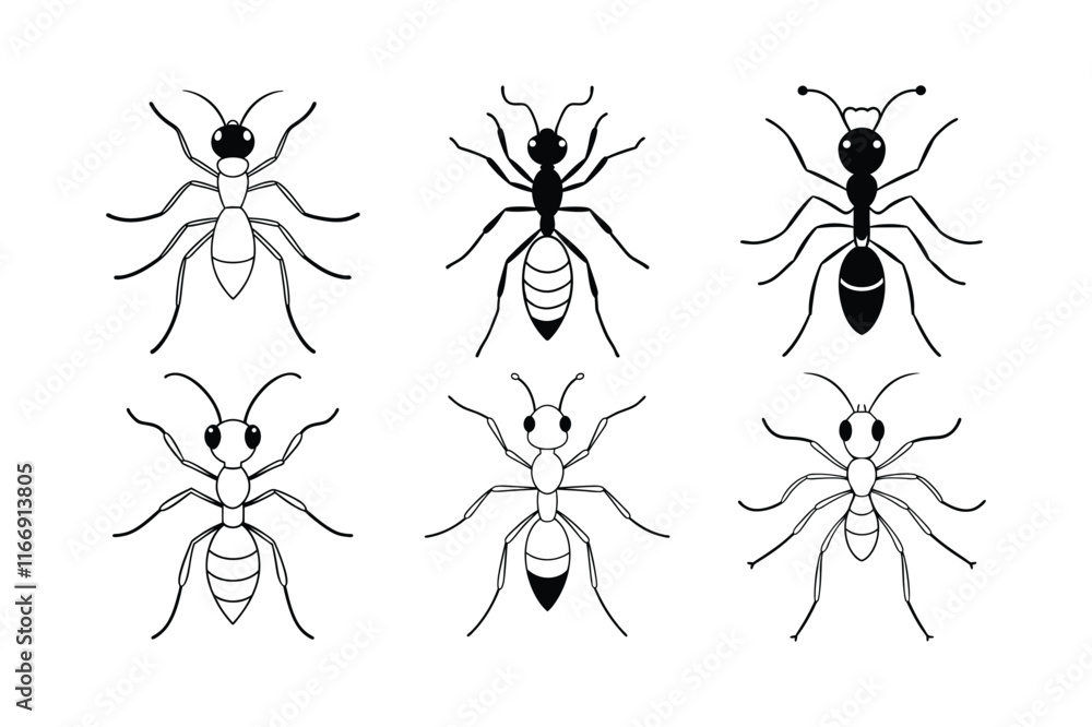 Bullet Ant (Paraponera clavata) insect design, labeled line art vector ...