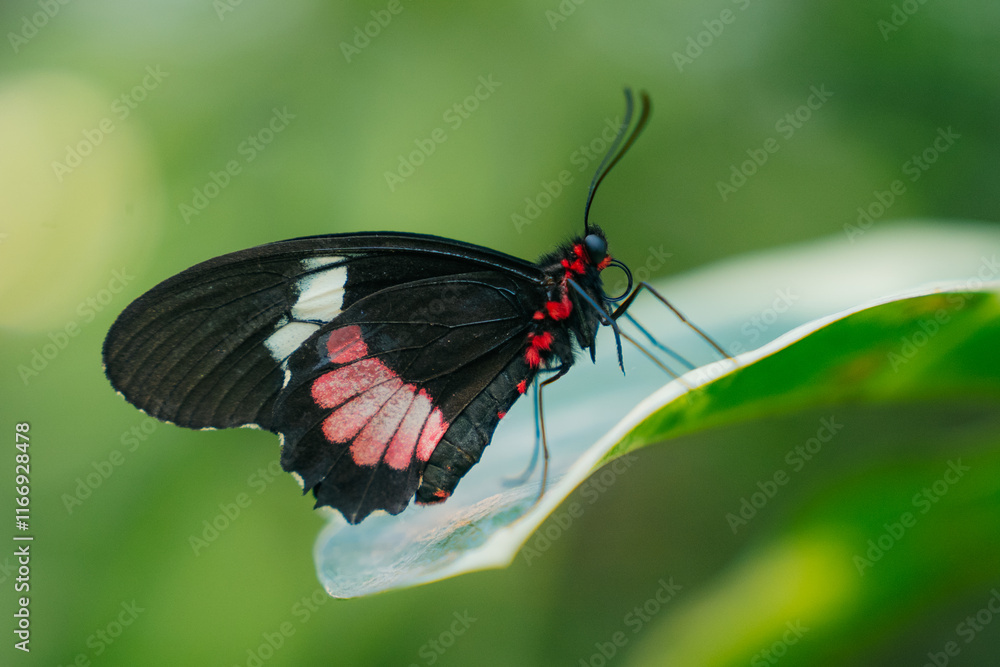Foto de Stock Piano Key Butterfly (Heliconius melpomene), a striking ...