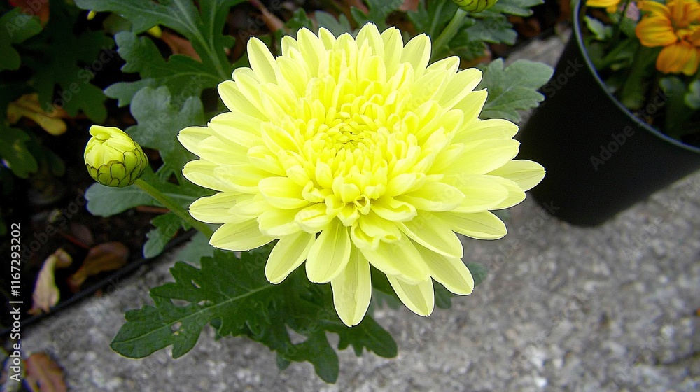 of a yellow chrysanthemum, highlighting the vibrant color and symbolism ...