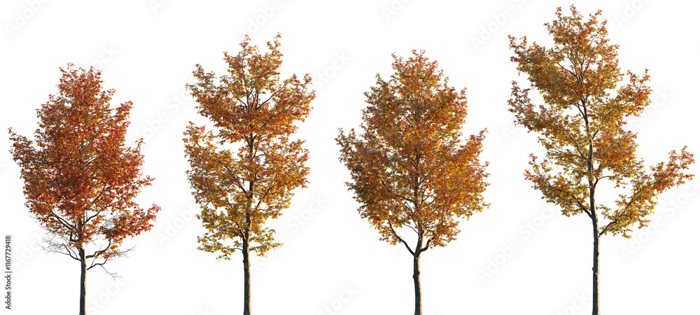 Liquidambar formosana trees frontal isolated premium png on a ...