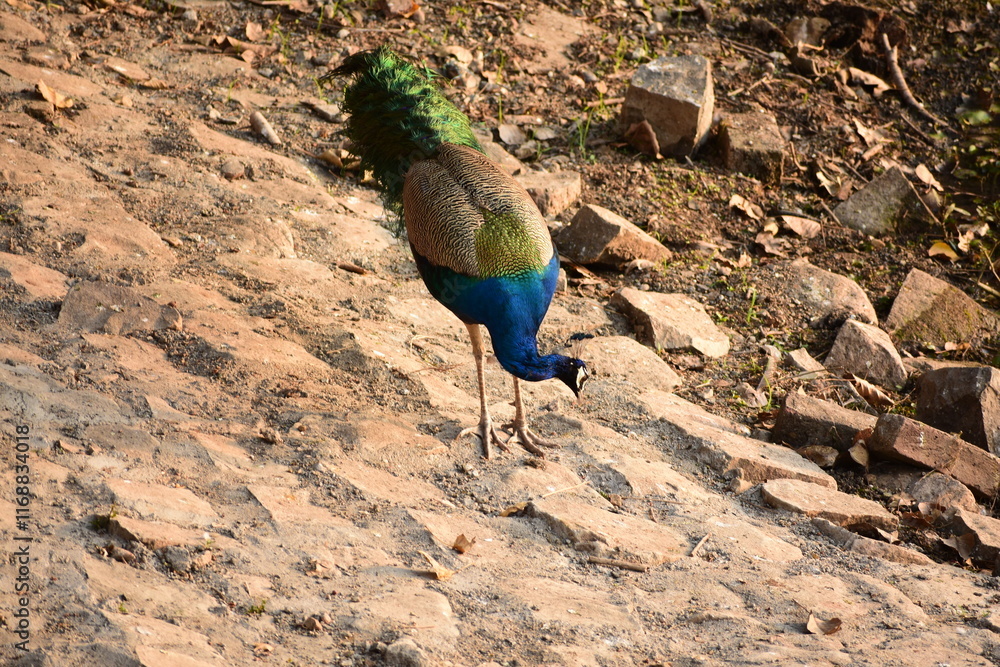 Peafowl is a common name for two bird species of the genus Pavo and one ...