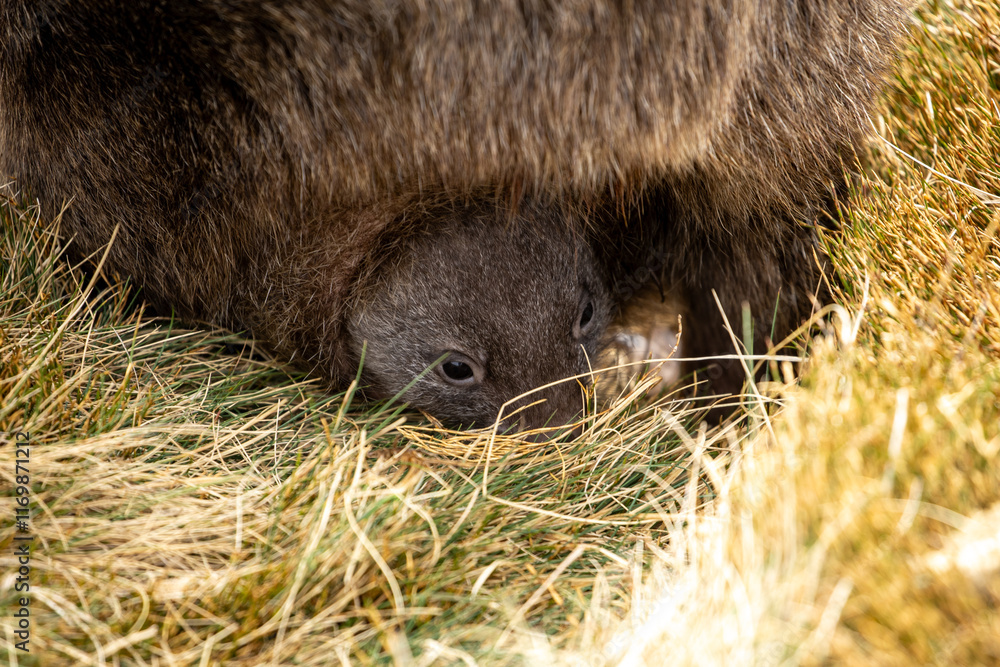 Stock-Foto „The bare-nosed wombat, also known as the common wombat, is ...