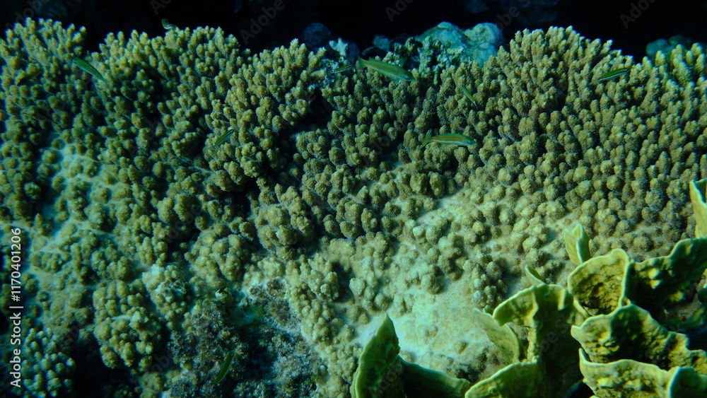 Stony coral Acropora cytherea undersea, Red Sea, Egypt, Sharm El Sheikh ...