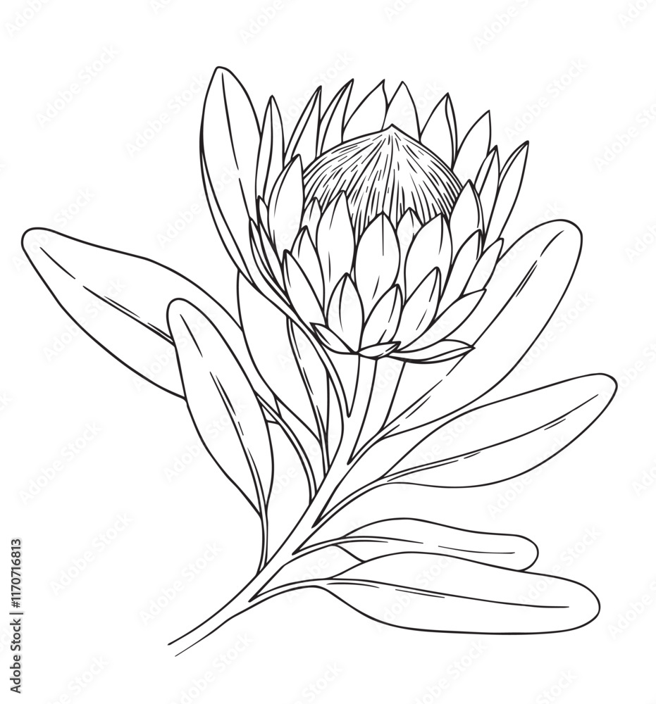 protea flower. vector illustration in sketch style. coloring book Stock ...