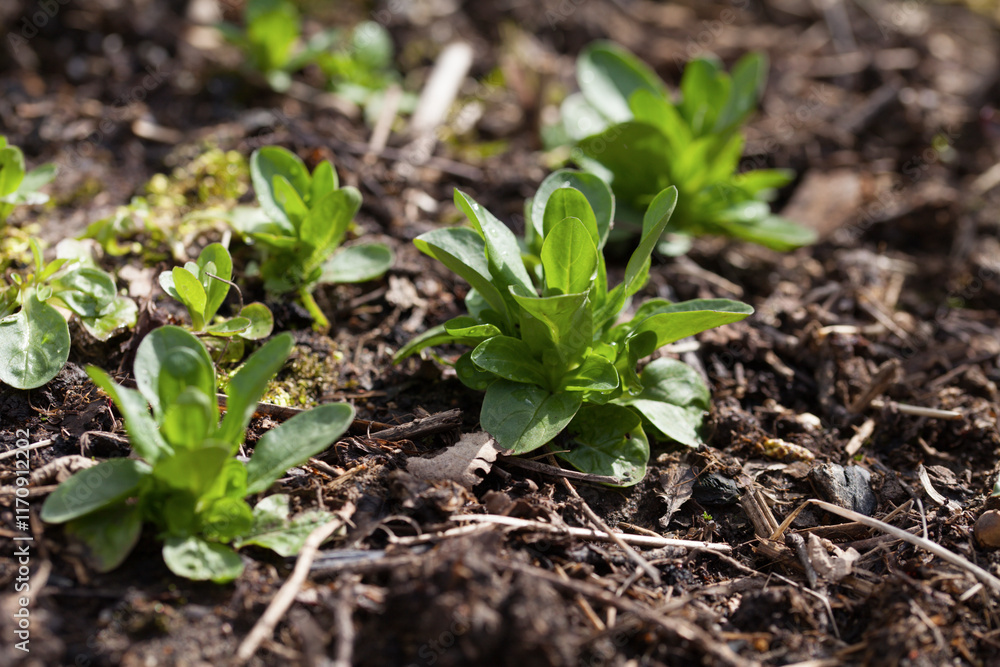 Young plant seedlings of vegetable, modern activity for climate change ...