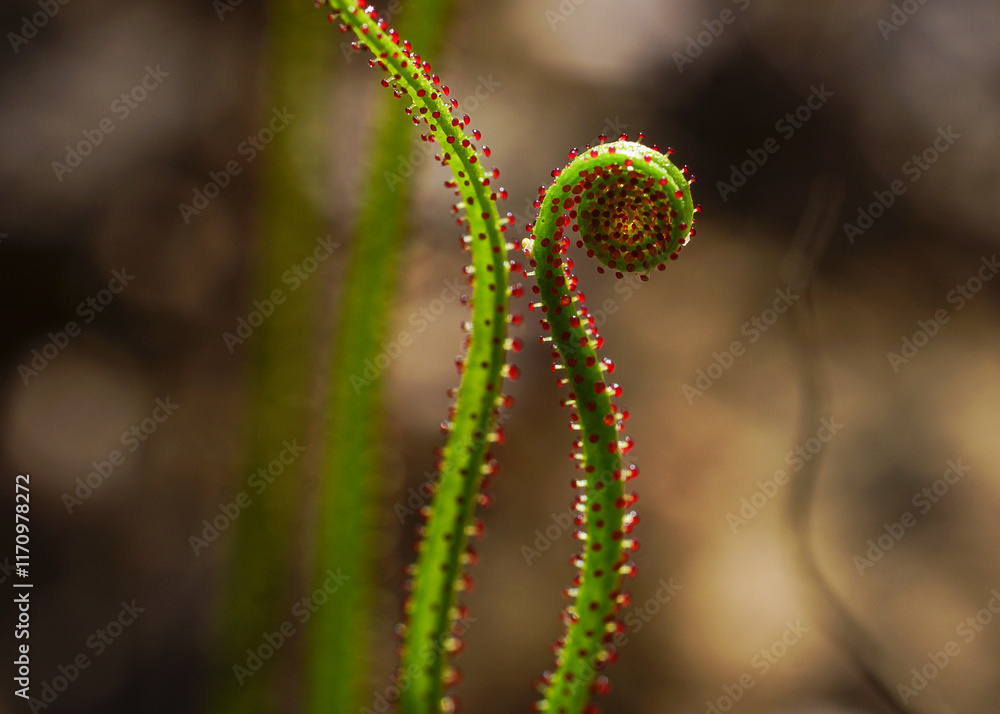 Curling leaf of dewy pine (Drosophyllum lusitanicum), the Portuguese ...
