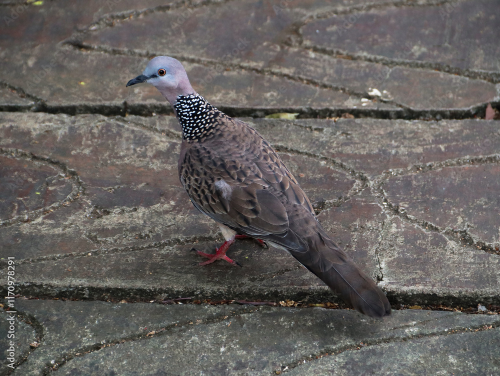The spotted dove or eastern spotted dove (Spilopelia chinensis) is a small and somewhat long ...