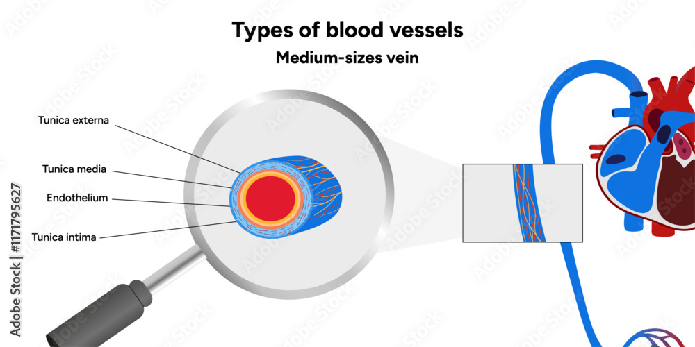 Types of blood vessels circulate blood throughout body. Oxygen to vital ...