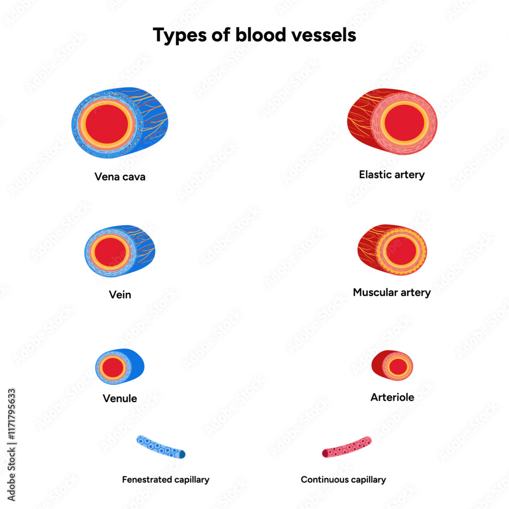 Types of blood vessels circulate blood throughout body. Oxygen to vital ...