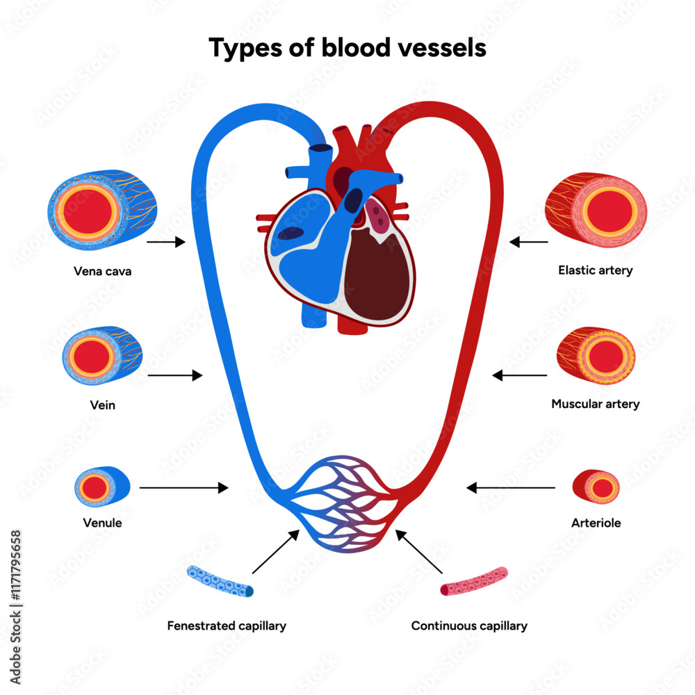 Types of blood vessels circulate blood throughout body. Oxygen to vital ...