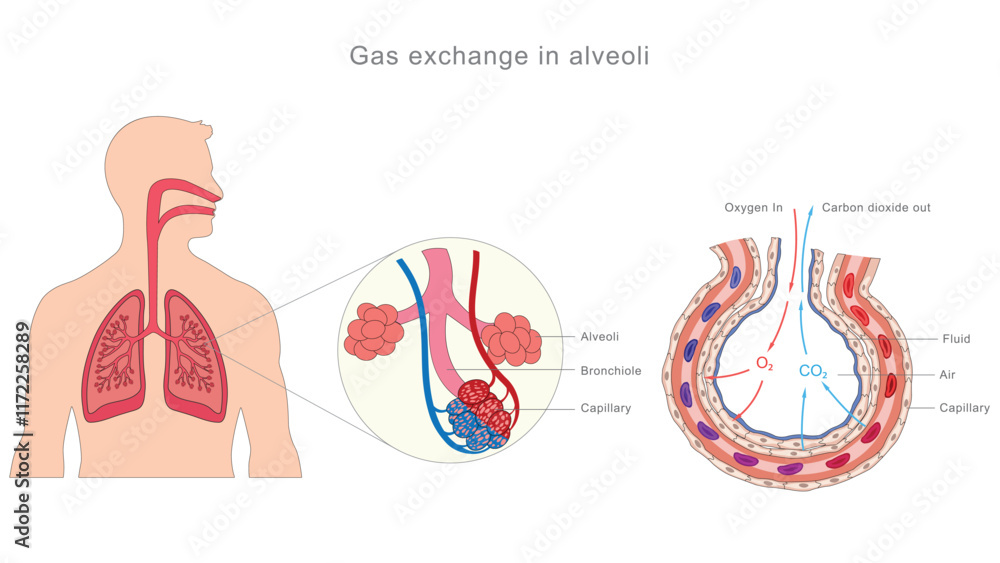 In human lungs, gas exchange at alveoli occurs as oxygen enters blood and carbon dioxide exits ...