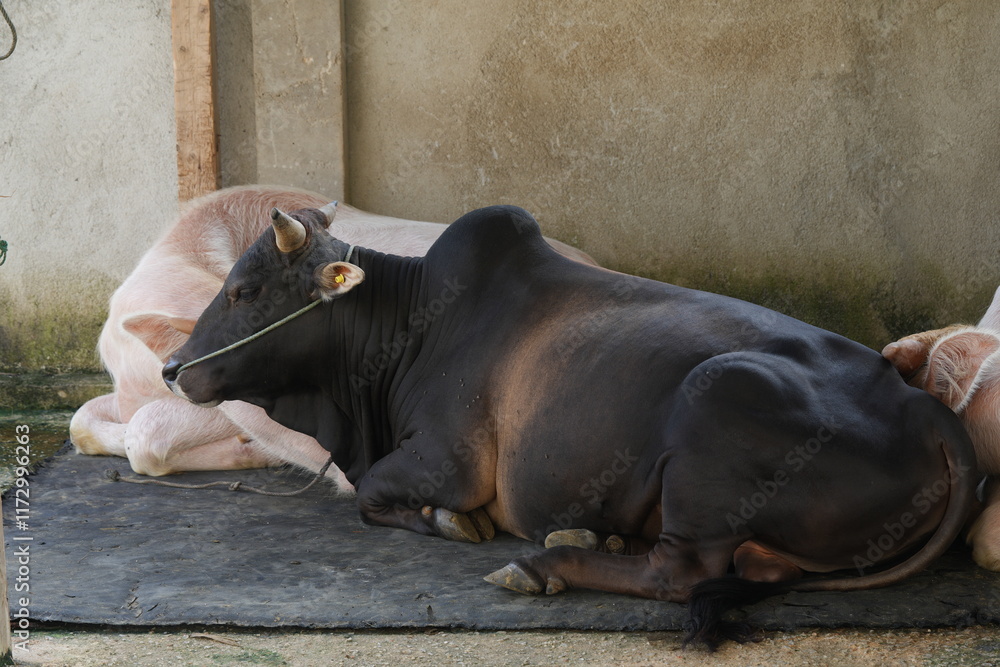 Brahman cattle have a muscular, robust frame with a prominent hump over ...
